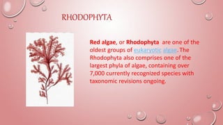 Red Algae Rhodophyta