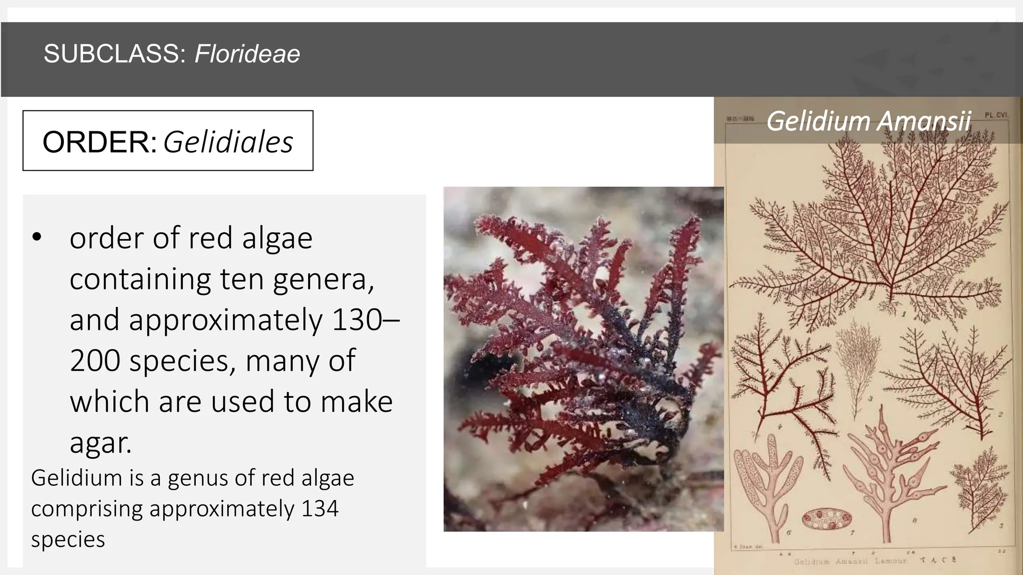 RED ALGAE.pptx