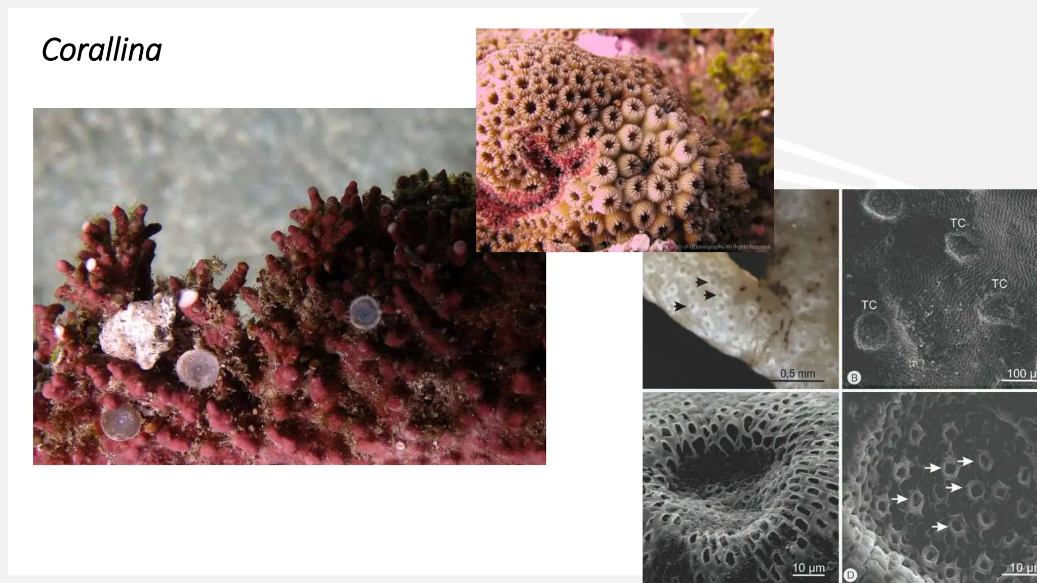 RED ALGAE.pptx | Biological Sciences | Science