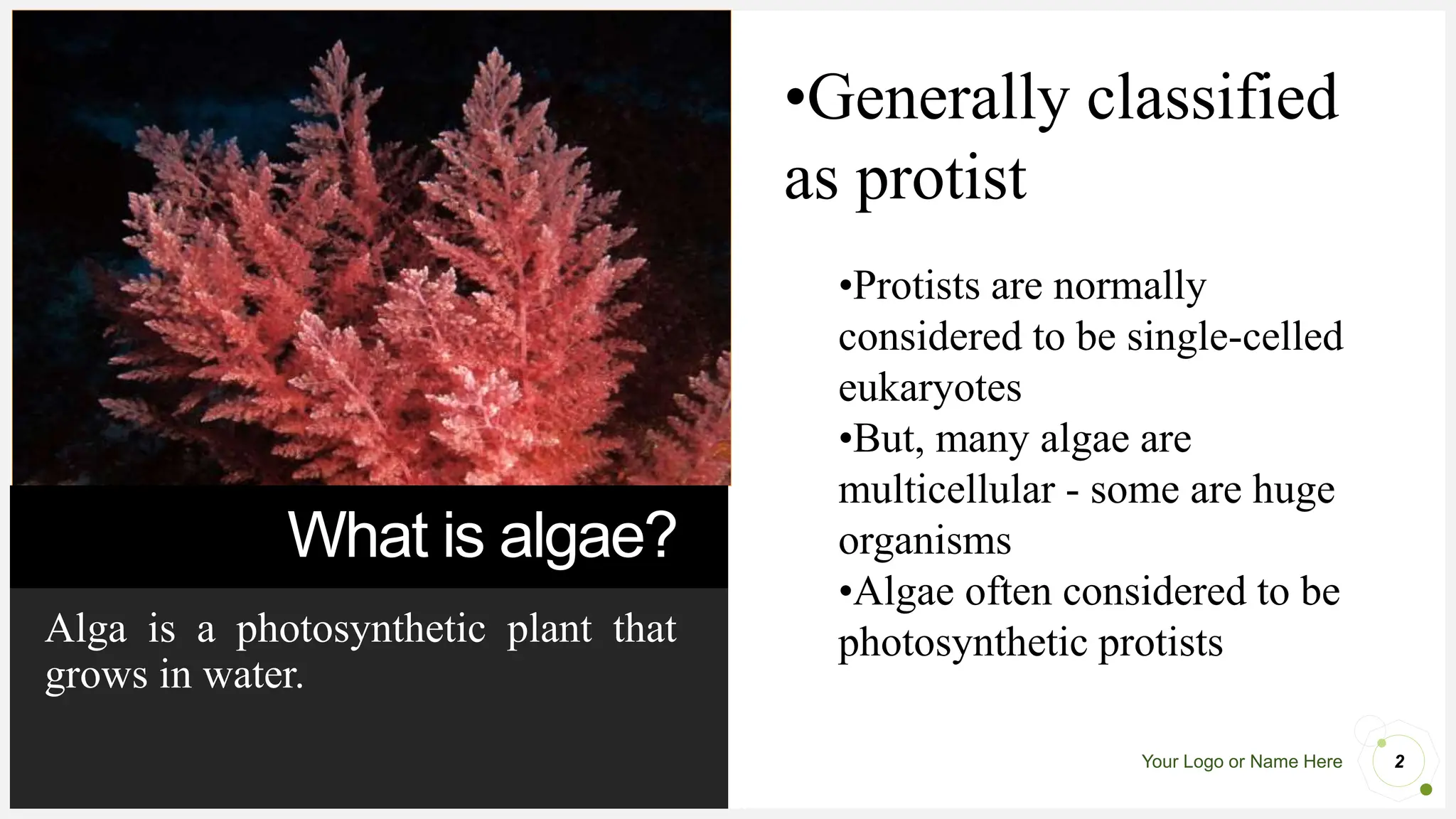 RED ALGAE.pptx