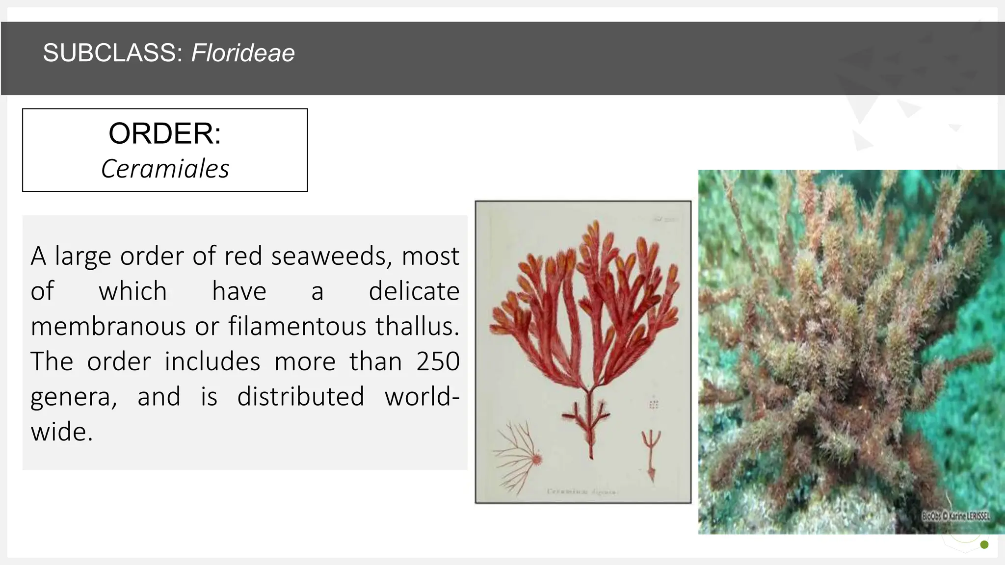 RED ALGAE.pptx