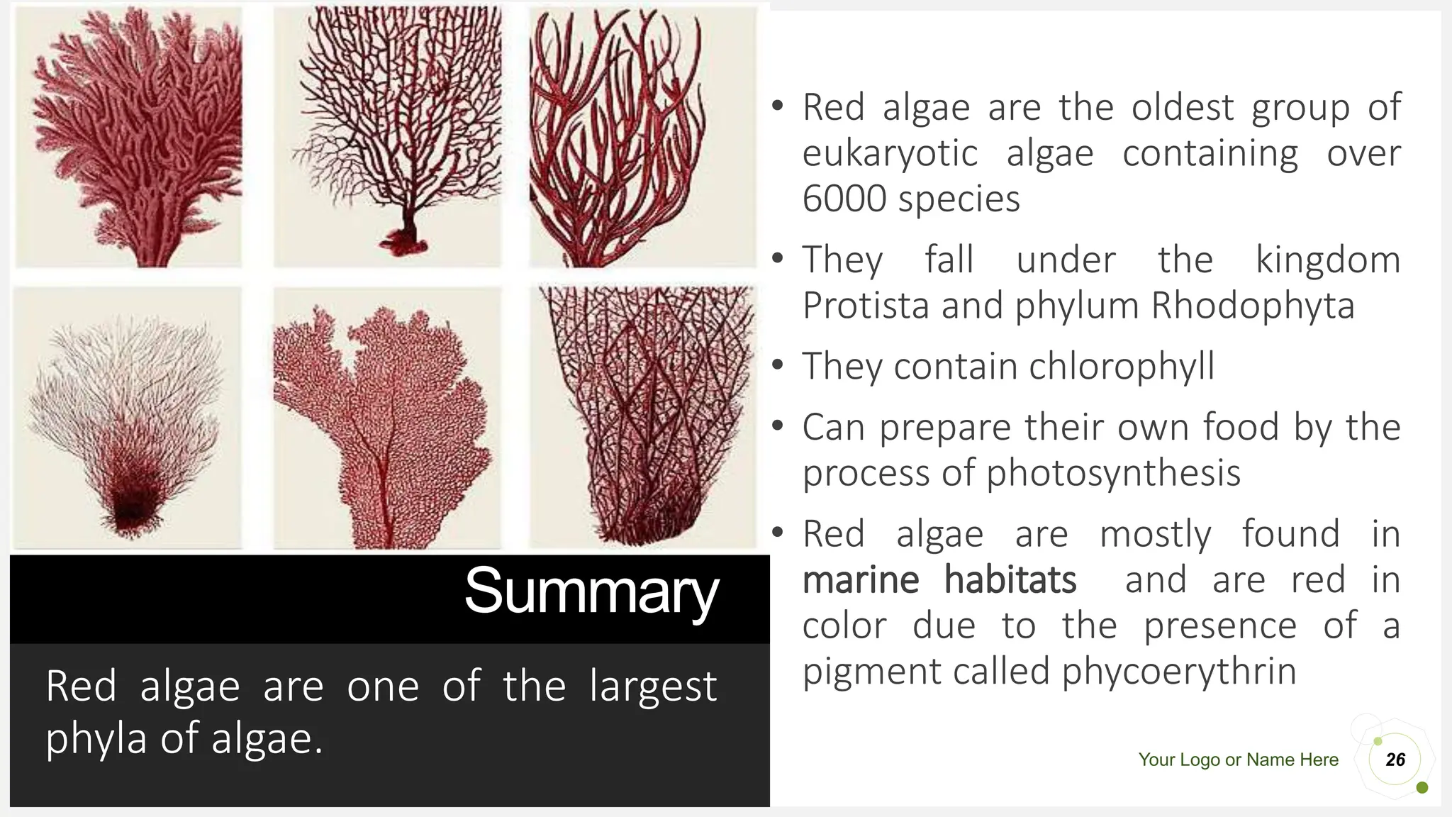 RED ALGAE.pptx