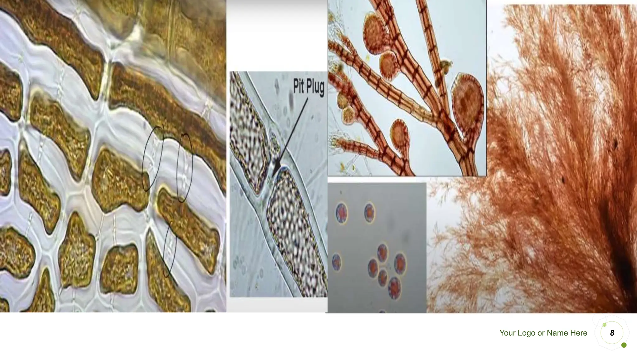 RED ALGAE.pptx | Biological Sciences | Science