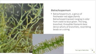 RED ALGAE.pptx