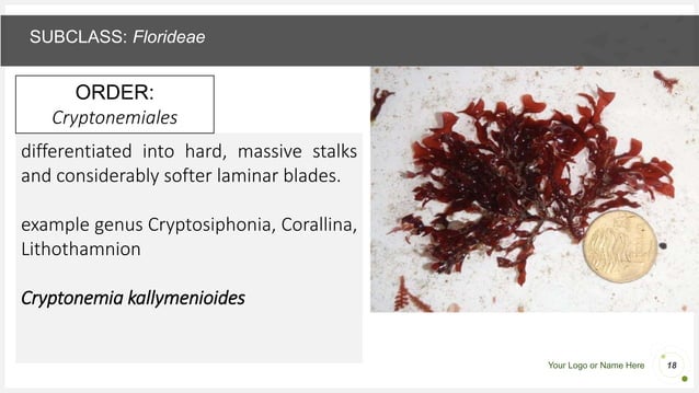 RED ALGAE.pptx | Biological Sciences | Science