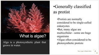 RED ALGAE.pptx