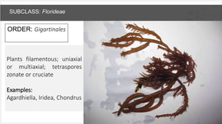 RED ALGAE.pptx