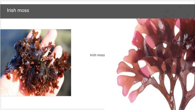 RED ALGAE.pptx | Biological Sciences | Science