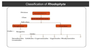 RED ALGAE.pptx | Biological Sciences | Science