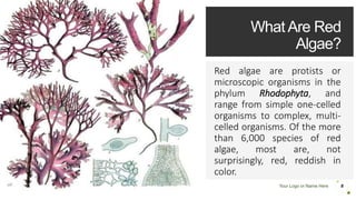 Red Algae Protist