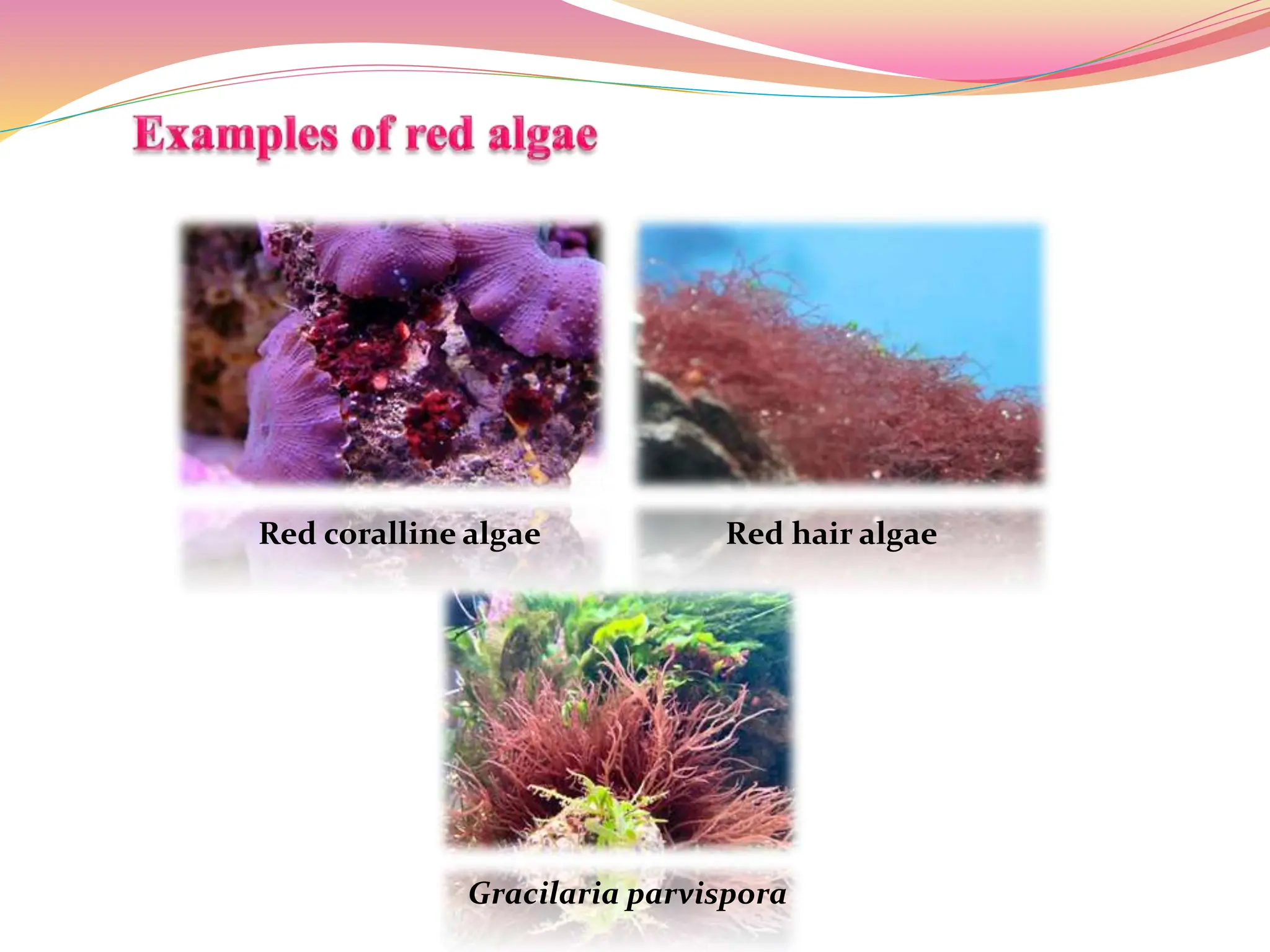 Red Algae / Biology/ Taxonomy/ Applications | PPTX