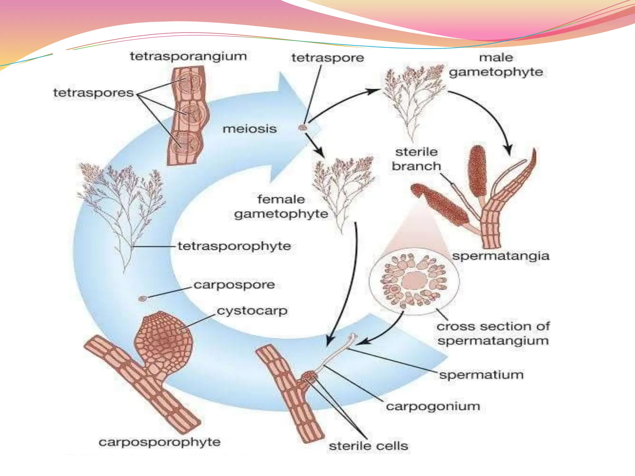 Red Algae / Biology/ Taxonomy/ Applications | PPTX