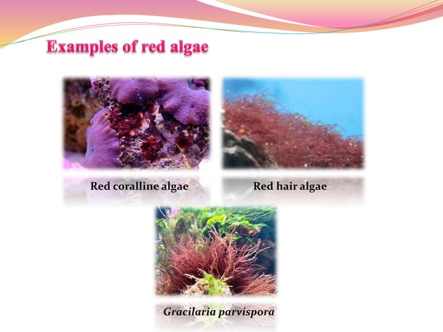 Red Algae / Biology/ Taxonomy/ Applications | PPT