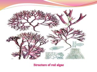 Red Algae / Biology/ Taxonomy/ Applications | PPTX