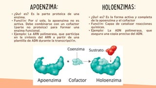 Enzimas características y un poco sobre este tema | PDF