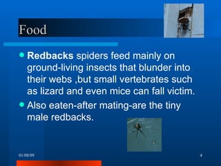 R Ed Back Spiders Rebecca | PPT