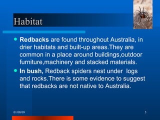 R Ed Back Spiders Rebecca | PPT