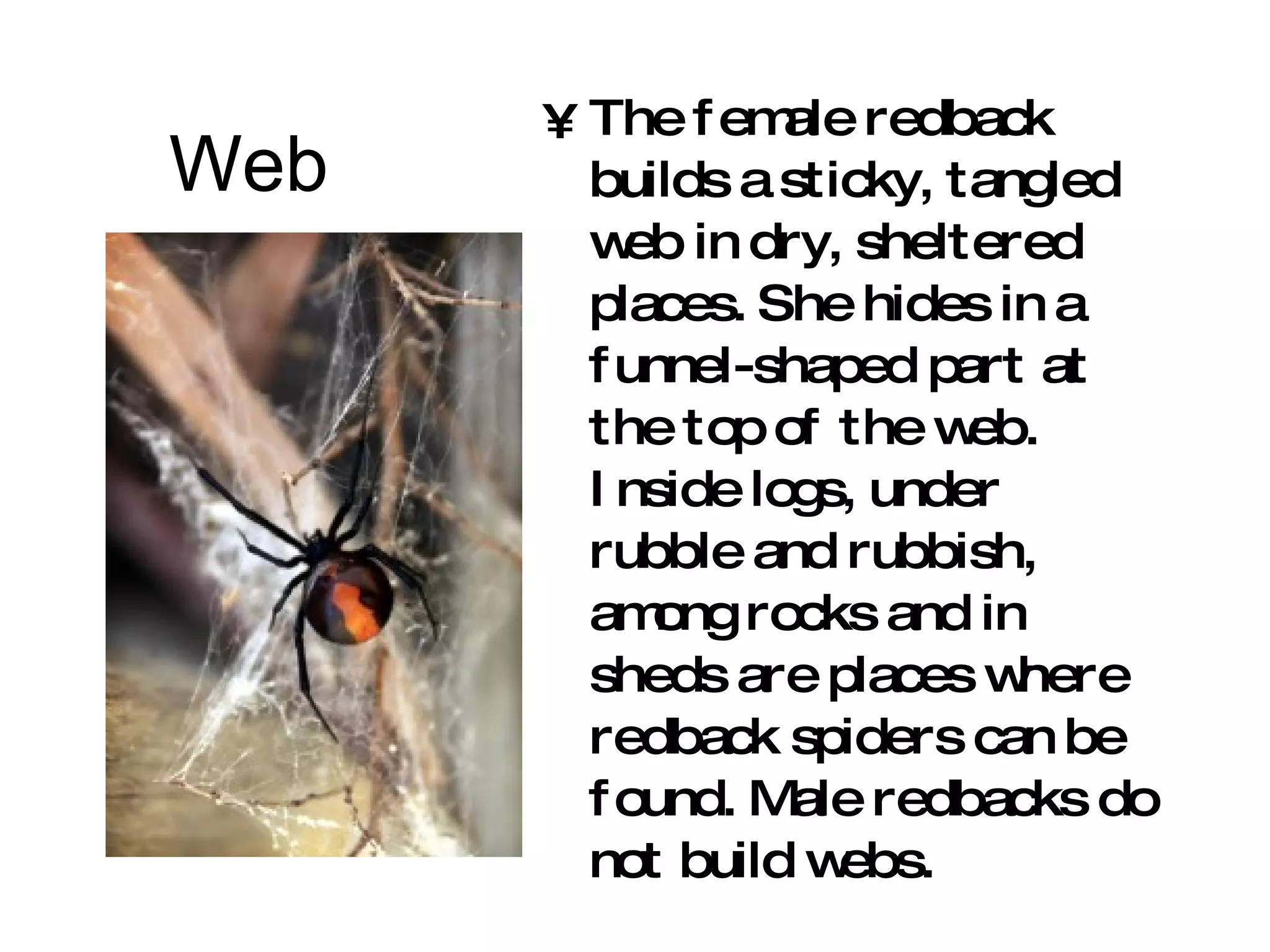 R Ed Back Spiders Renee | PPT