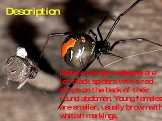 R Ed Back Spiders Renee | PPT