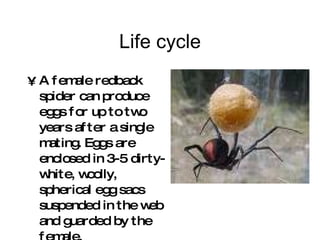 R Ed Back Spiders Renee | PPT