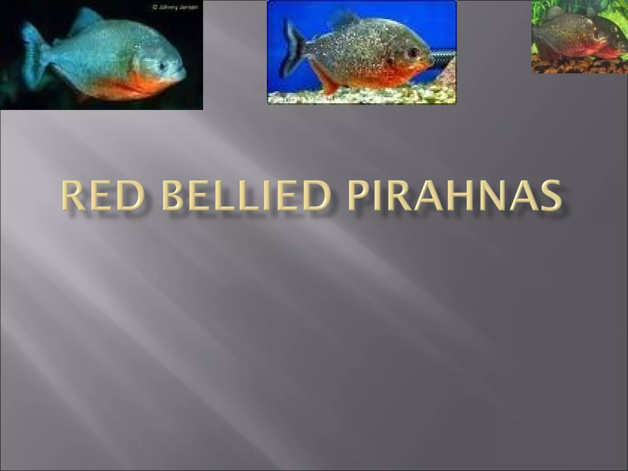 Red Bellied Piranhas | PPT