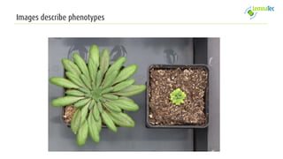Sensor-based phenotyping technology facilitates science and breeding | PDF