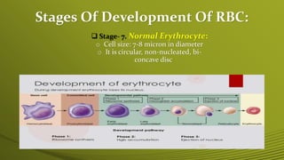 Red Blood Cell | PPTX
