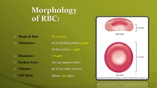 Red Blood Cell | PPTX