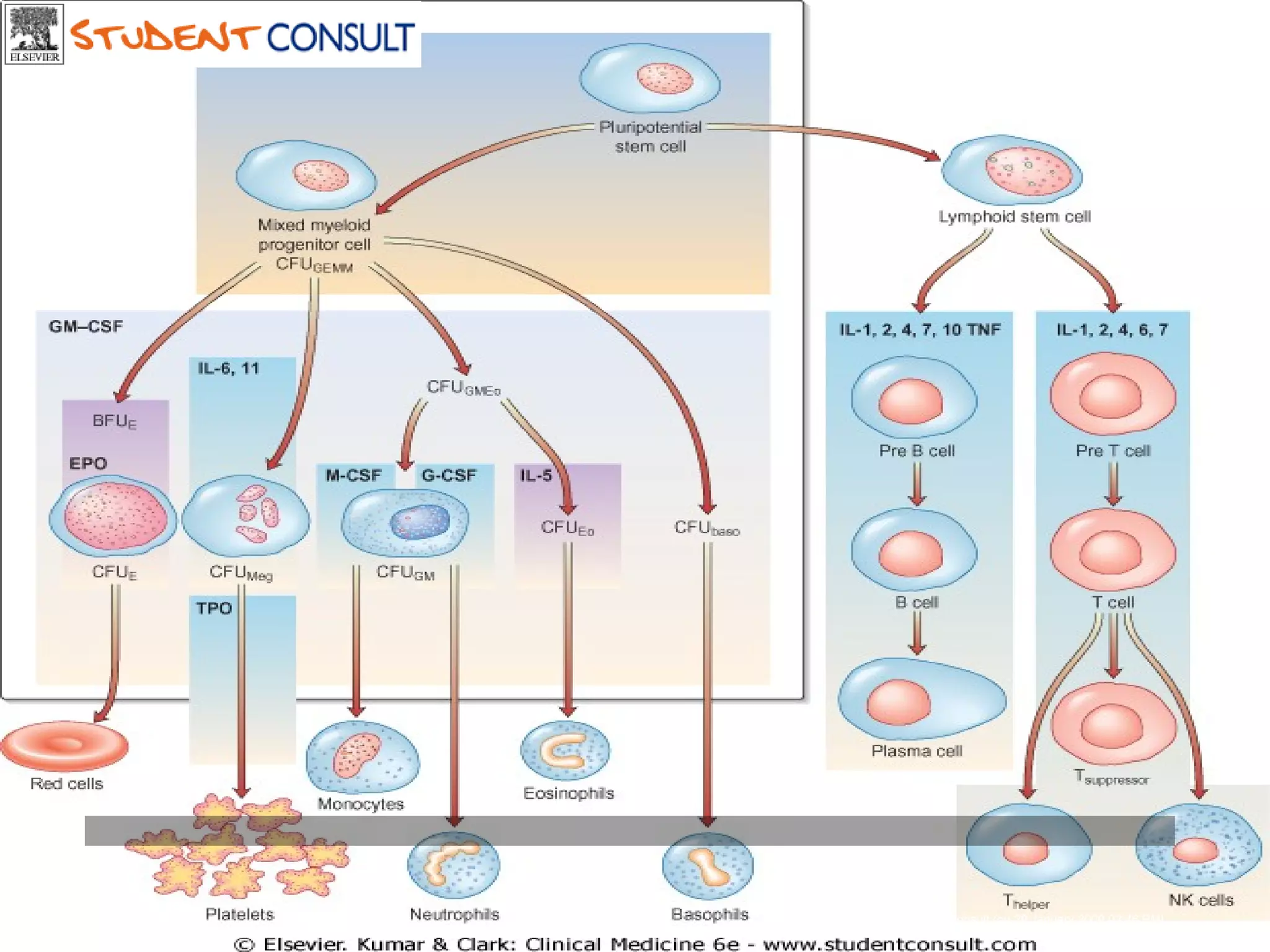 Red blood cell & bleeding disorders | PPT