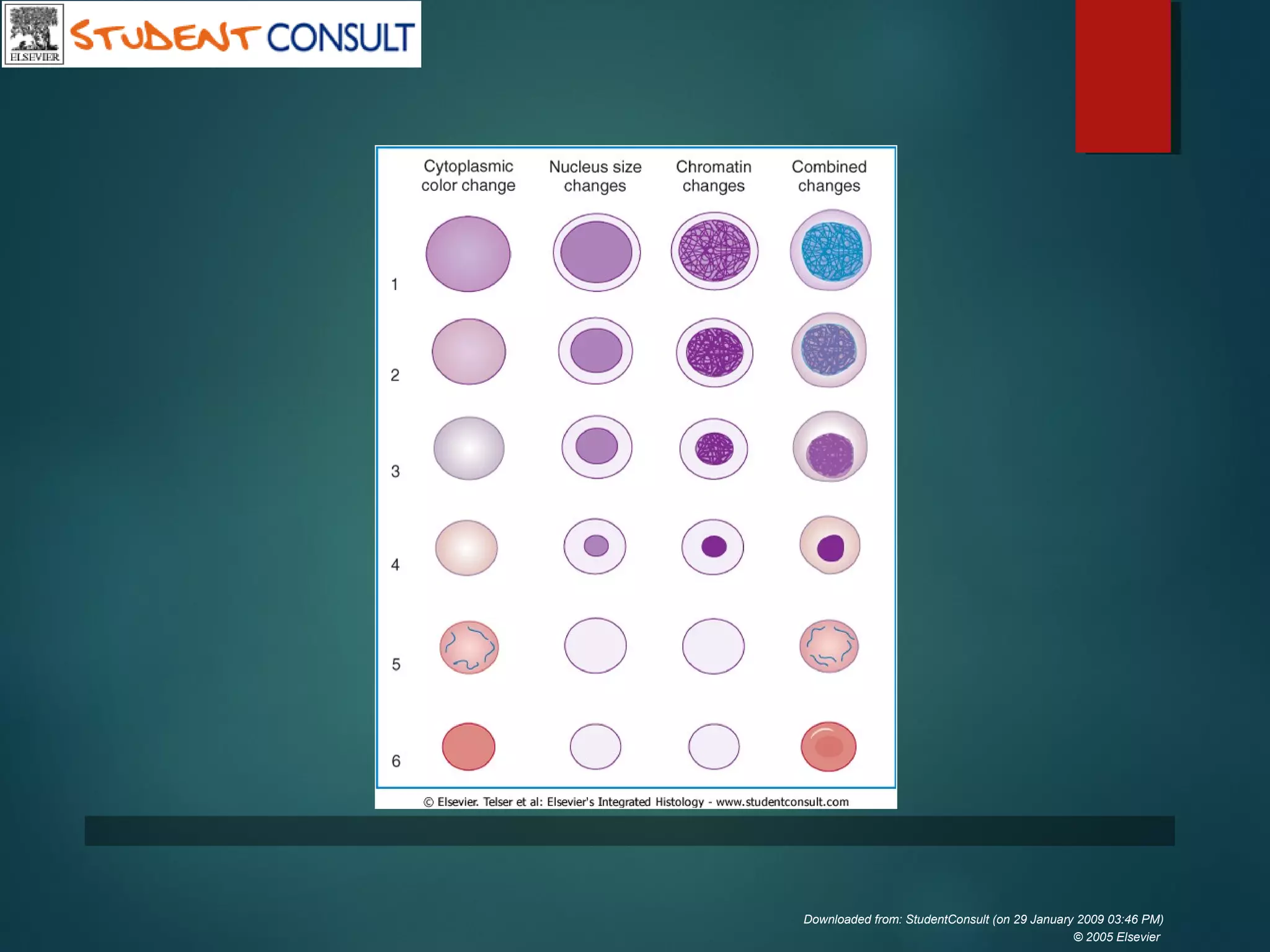 Red blood cell & bleeding disorders | PPT