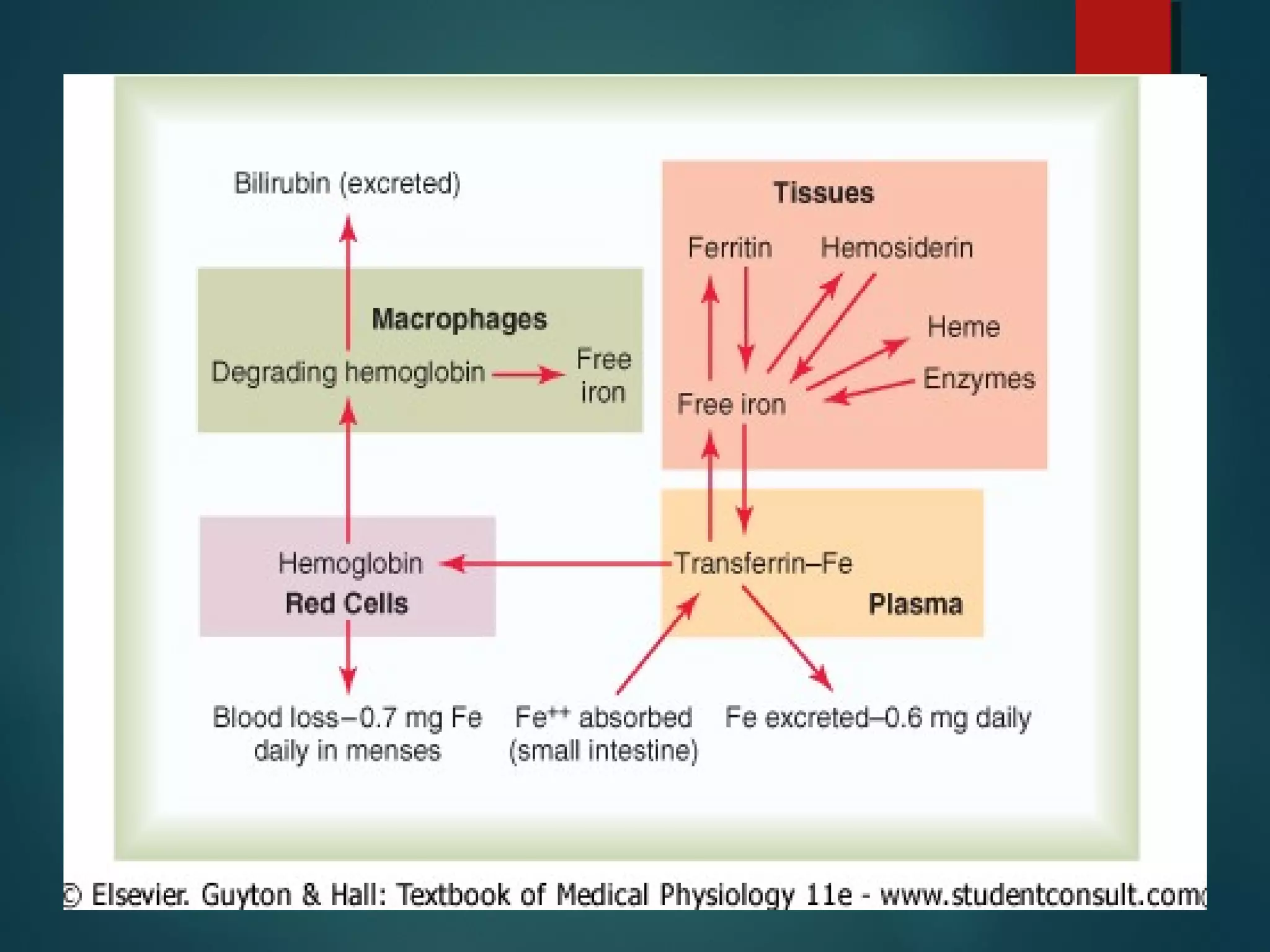 Red blood cell & bleeding disorders | PPT