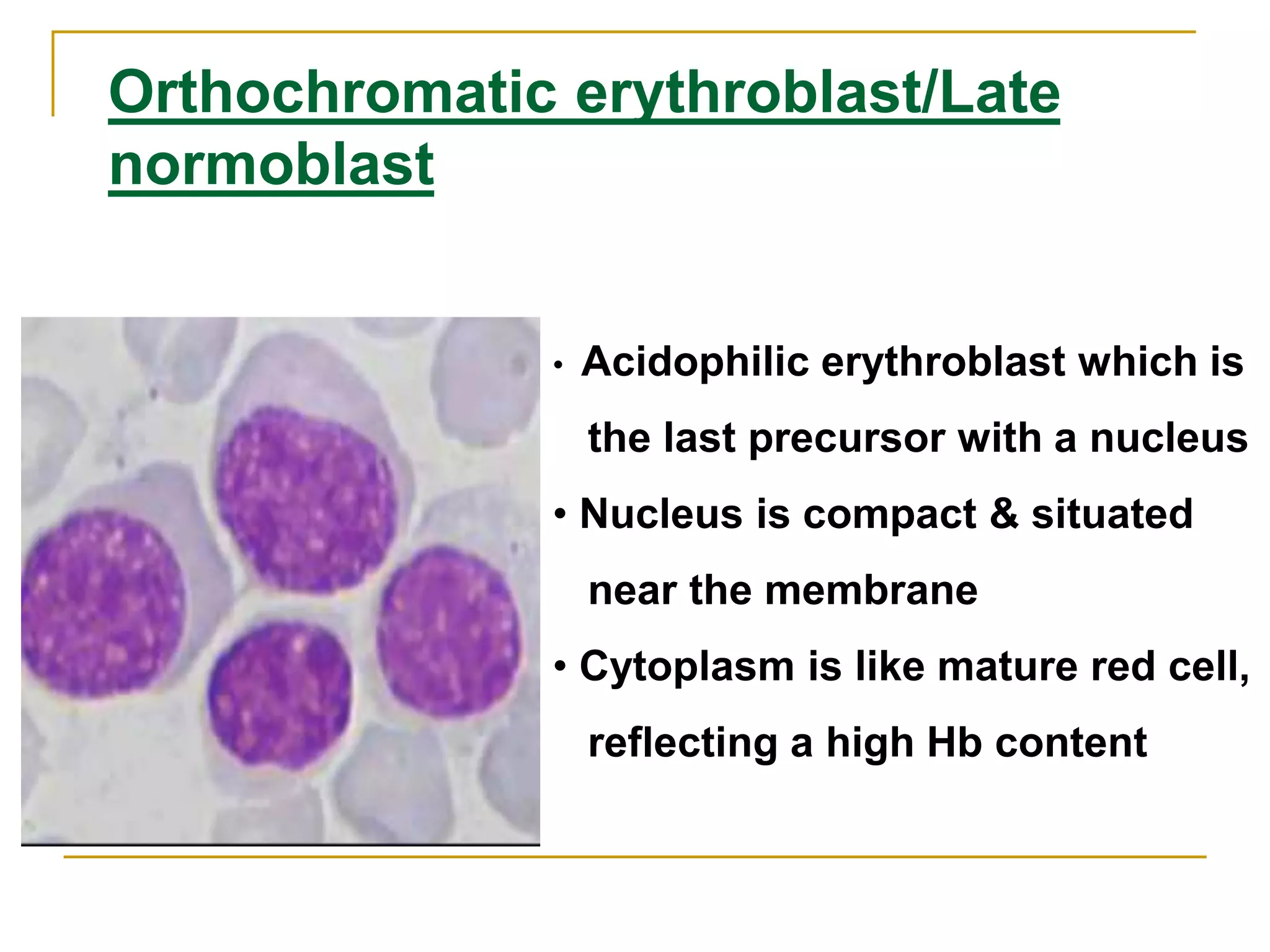 Red blood cell - Erythropoiesis | PPT