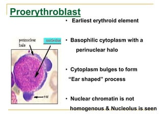 Red blood cell - Erythropoiesis | PPT