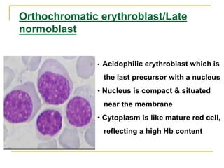 Red blood cell - Erythropoiesis | PPT