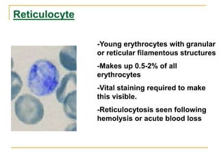 Red blood cell - Erythropoiesis | PPT