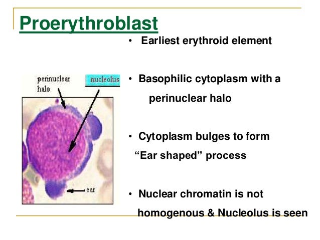 Red blood cell - Erythropoiesis