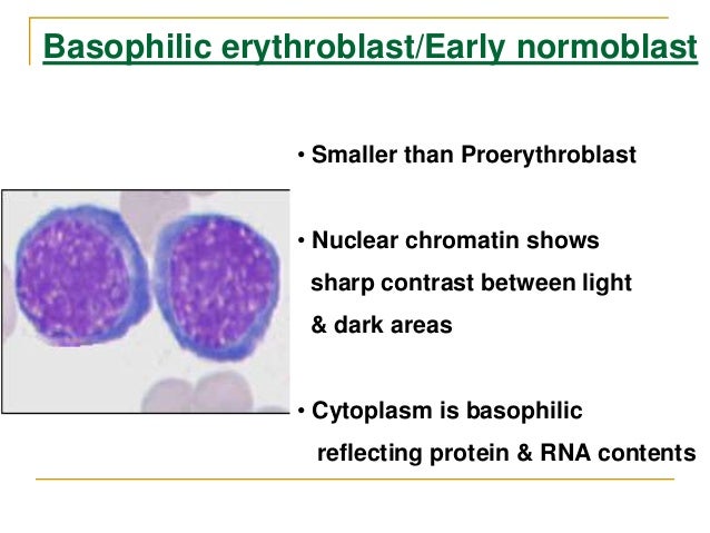 Red blood cell - Erythropoiesis
