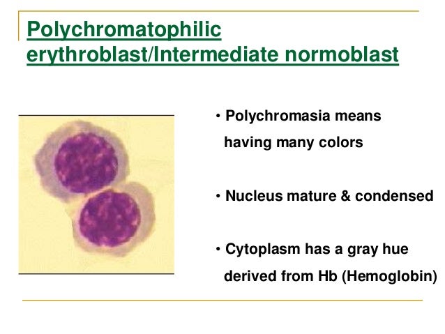 Red blood cell - Erythropoiesis