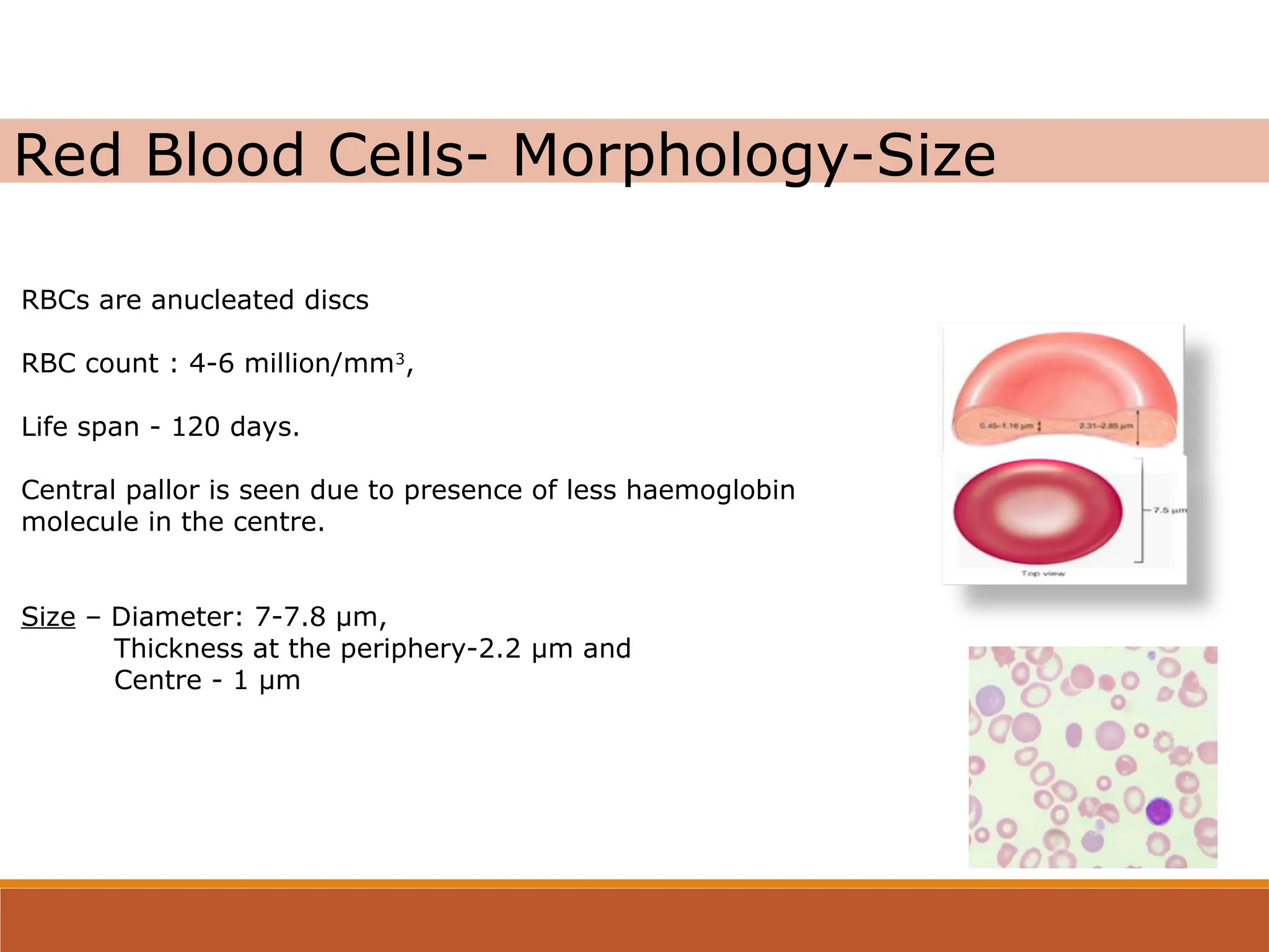 Red blood cell indices. Types of blood indices | PPT