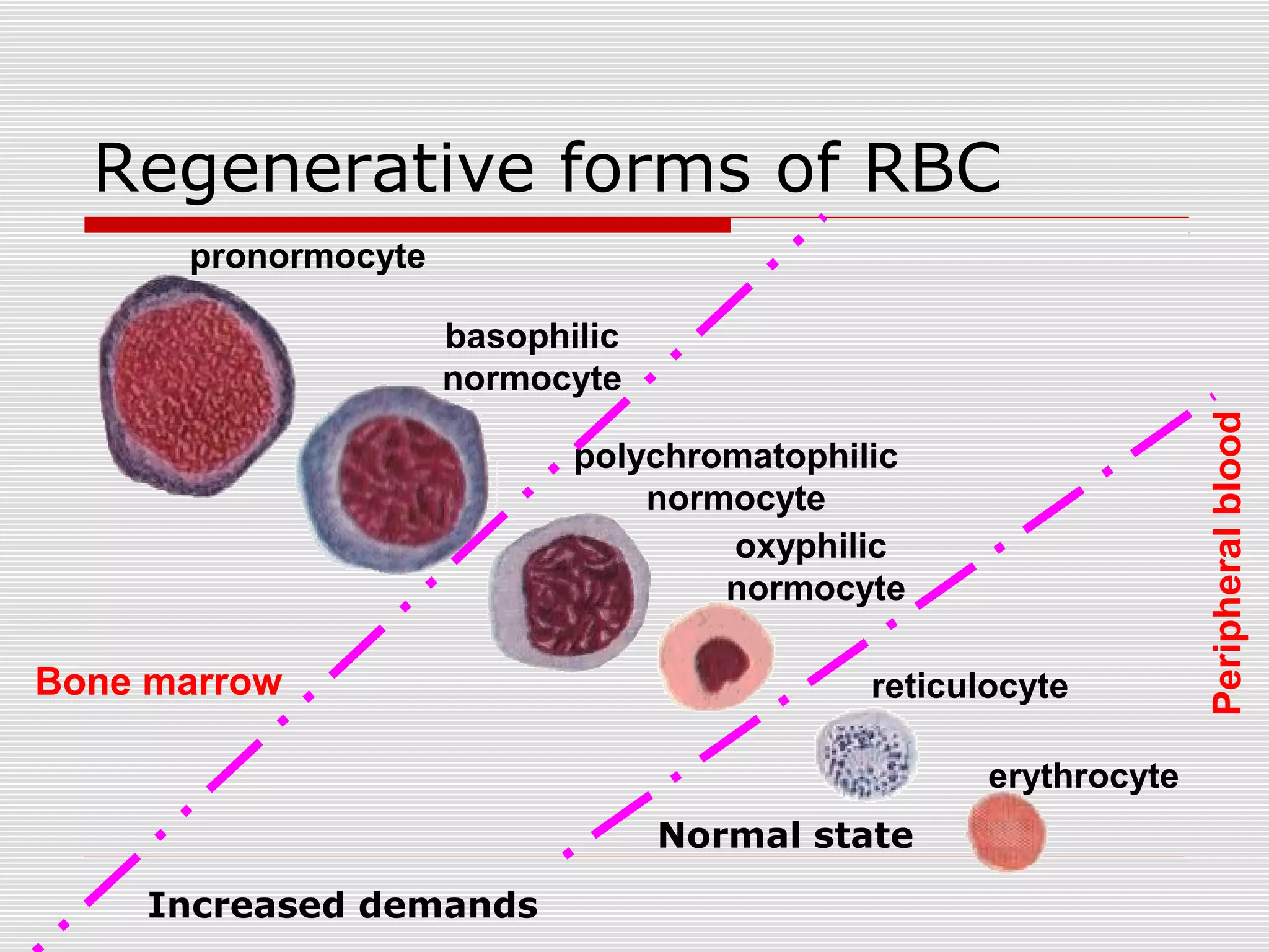 Red Blood cell pathology | PPT