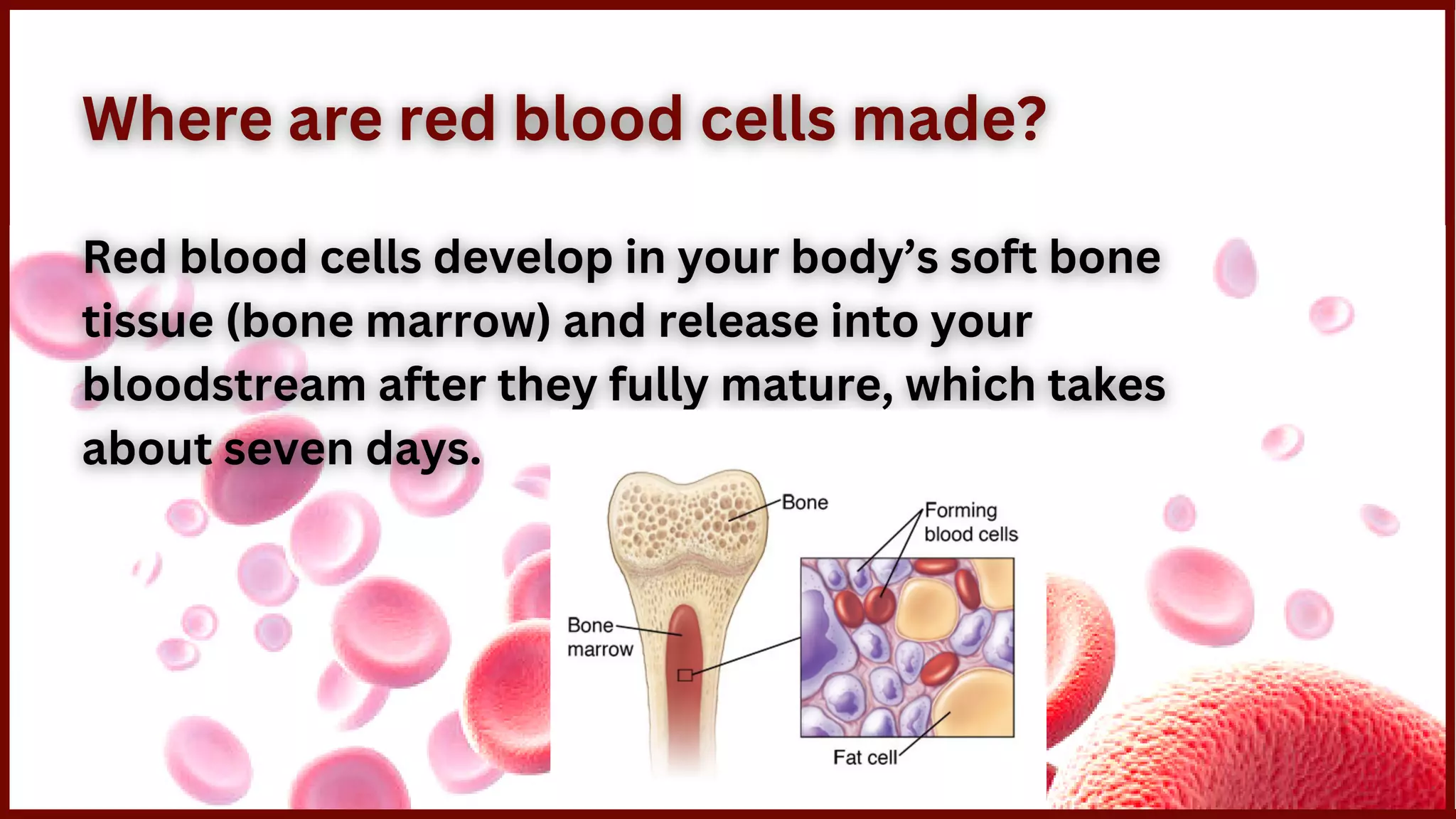 Red Blood Cells.pdf