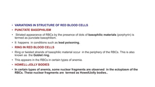 Red blood cells- genesis-maturation.pptx