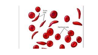 Red blood cells- genesis-maturation.pptx