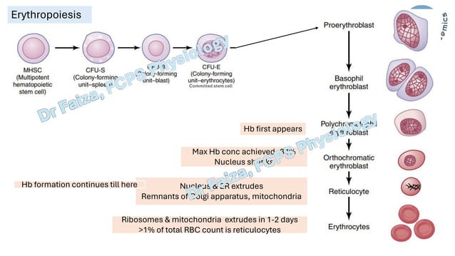 Red Blood Cells_anemia & polycythemia.pdf