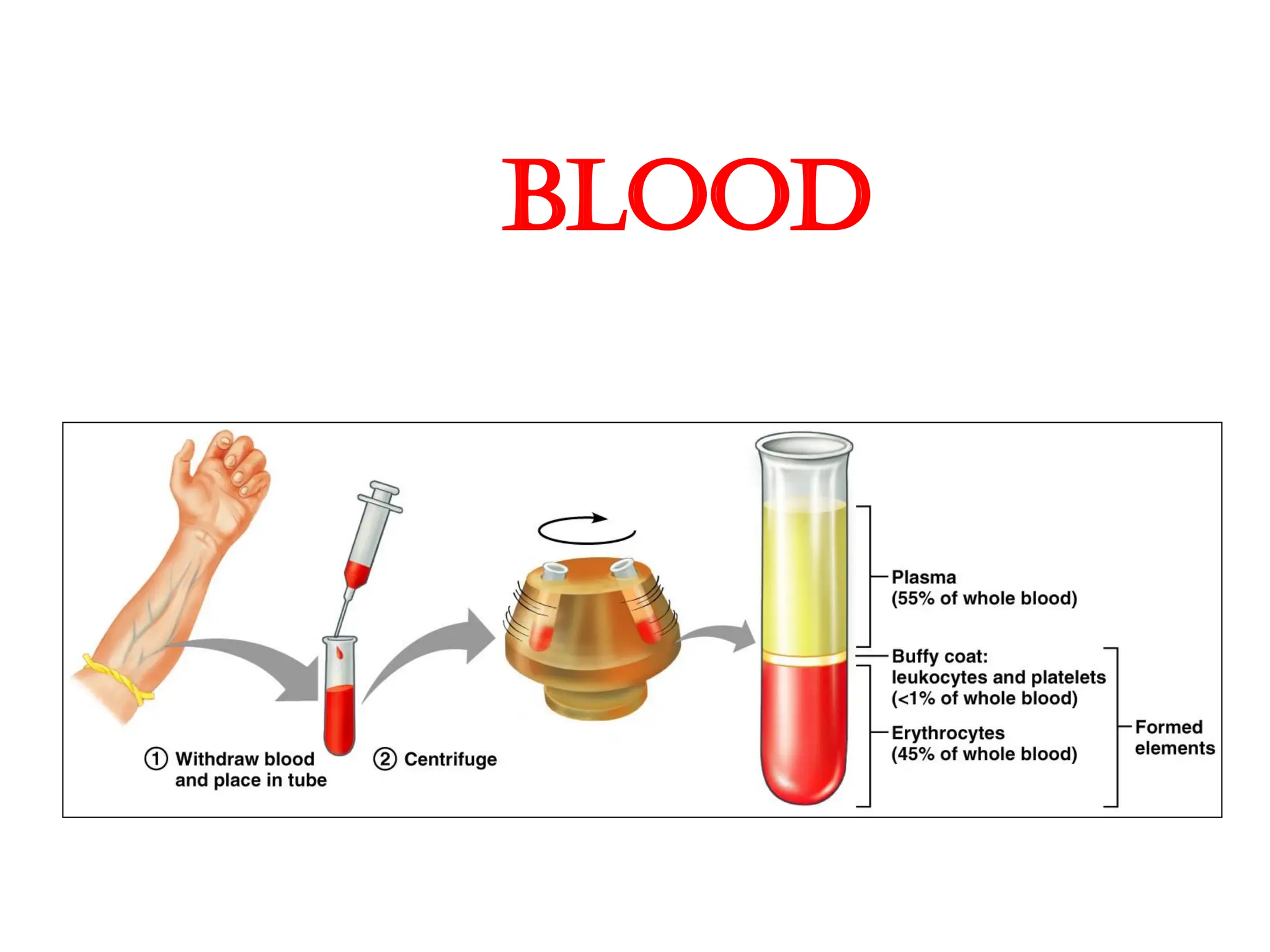 RED BLOOD CELLS PHYSIOLOGY vvvvvvvvv.pptx