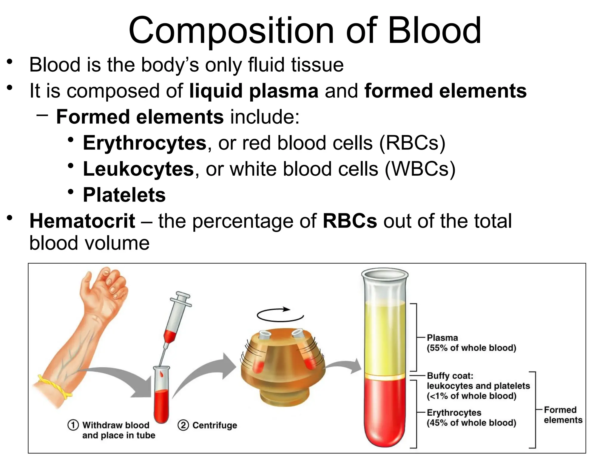 RED BLOOD CELLS PHYSIOLOGY vvvvvvvvv.pptx