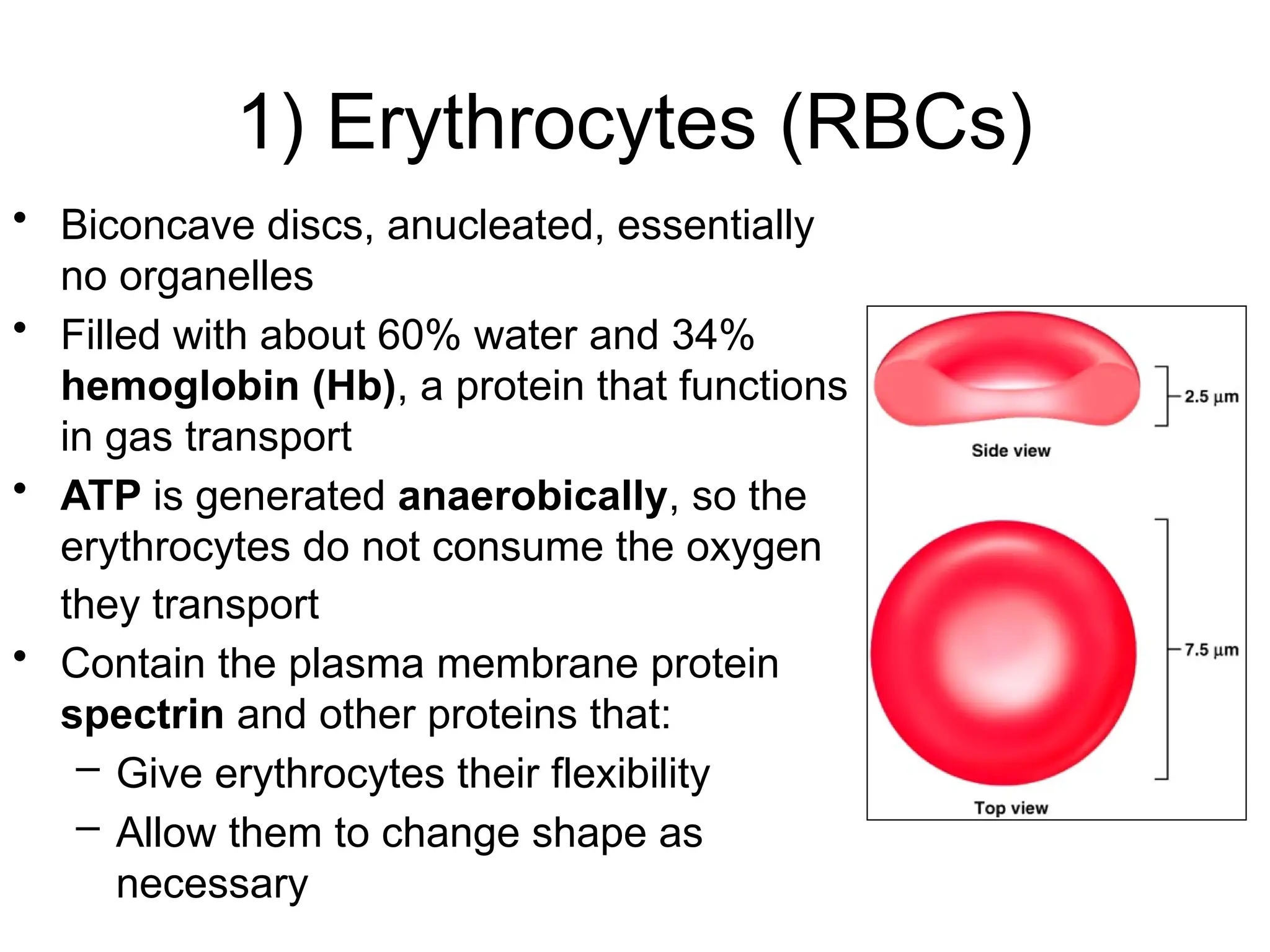 RED BLOOD CELLS PHYSIOLOGY vvvvvvvvv.pptx