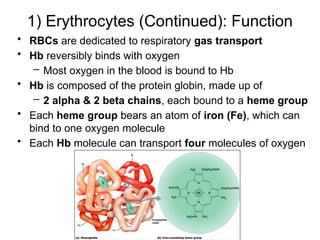 RED BLOOD CELLS PHYSIOLOGY vvvvvvvvv.pptx
