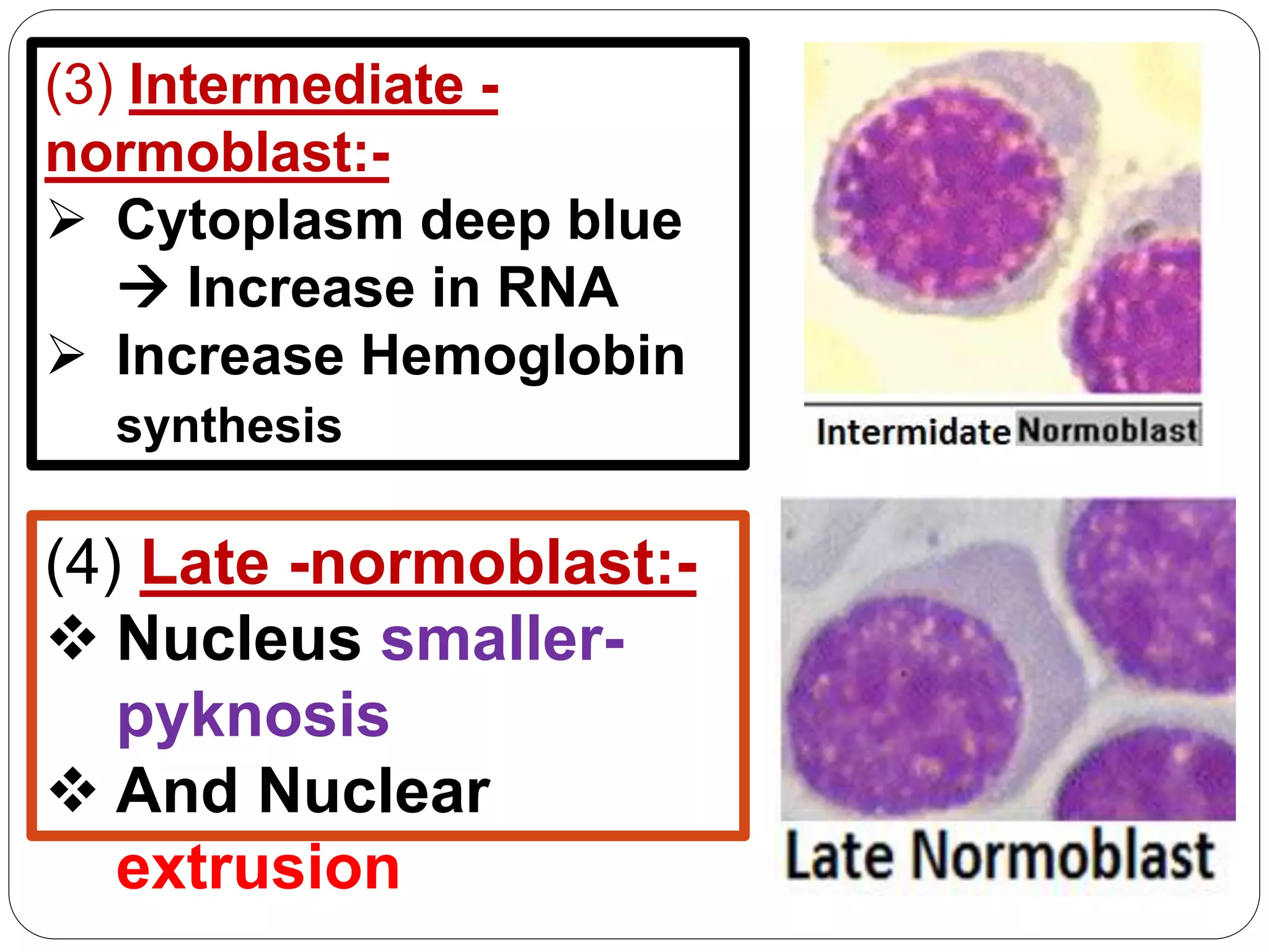 Red Blood Cells Production- Erythropoiesis.ppt