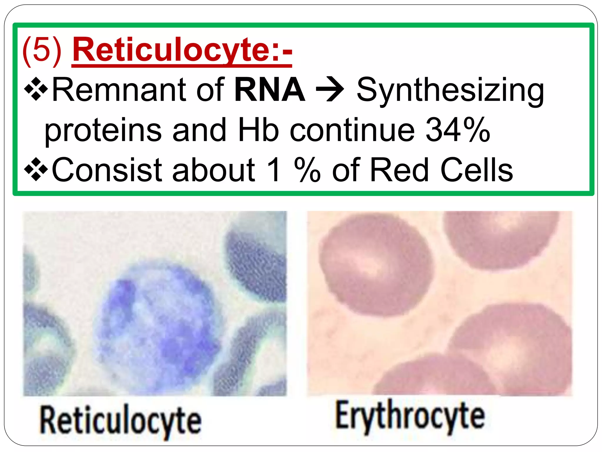 Red Blood Cells Production- Erythropoiesis.ppt